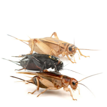 Insecto.nl - De online leverancier van levende voedseldieren - Krekels ...