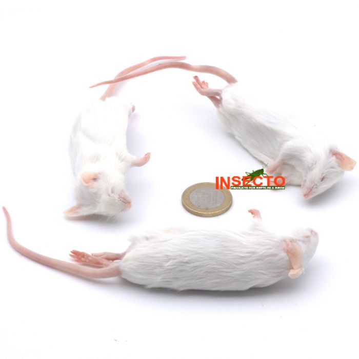 Insecto.nl - De online leverancier van levende voedseldieren - 23-30 ...