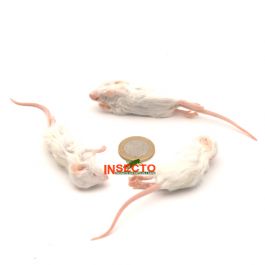 Insecto.nl - De online leverancier van levende voedseldieren - 7-10 ...