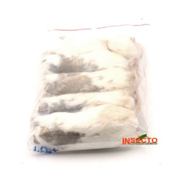 Insecto.nl - De online leverancier van levende voedseldieren - 1-2 gram ...